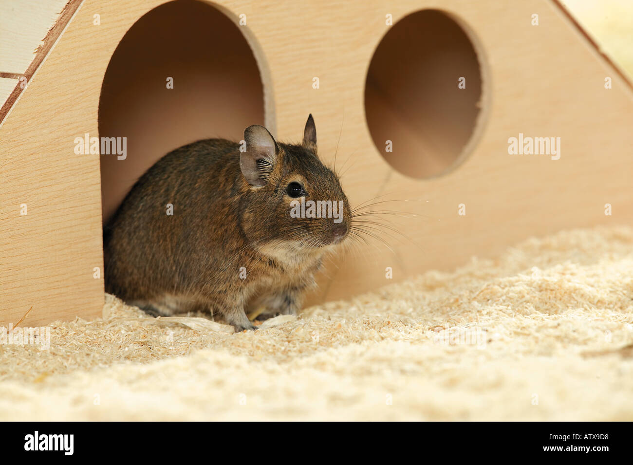 degu coming out of its house / octodon spp Stock Photo - Alamy