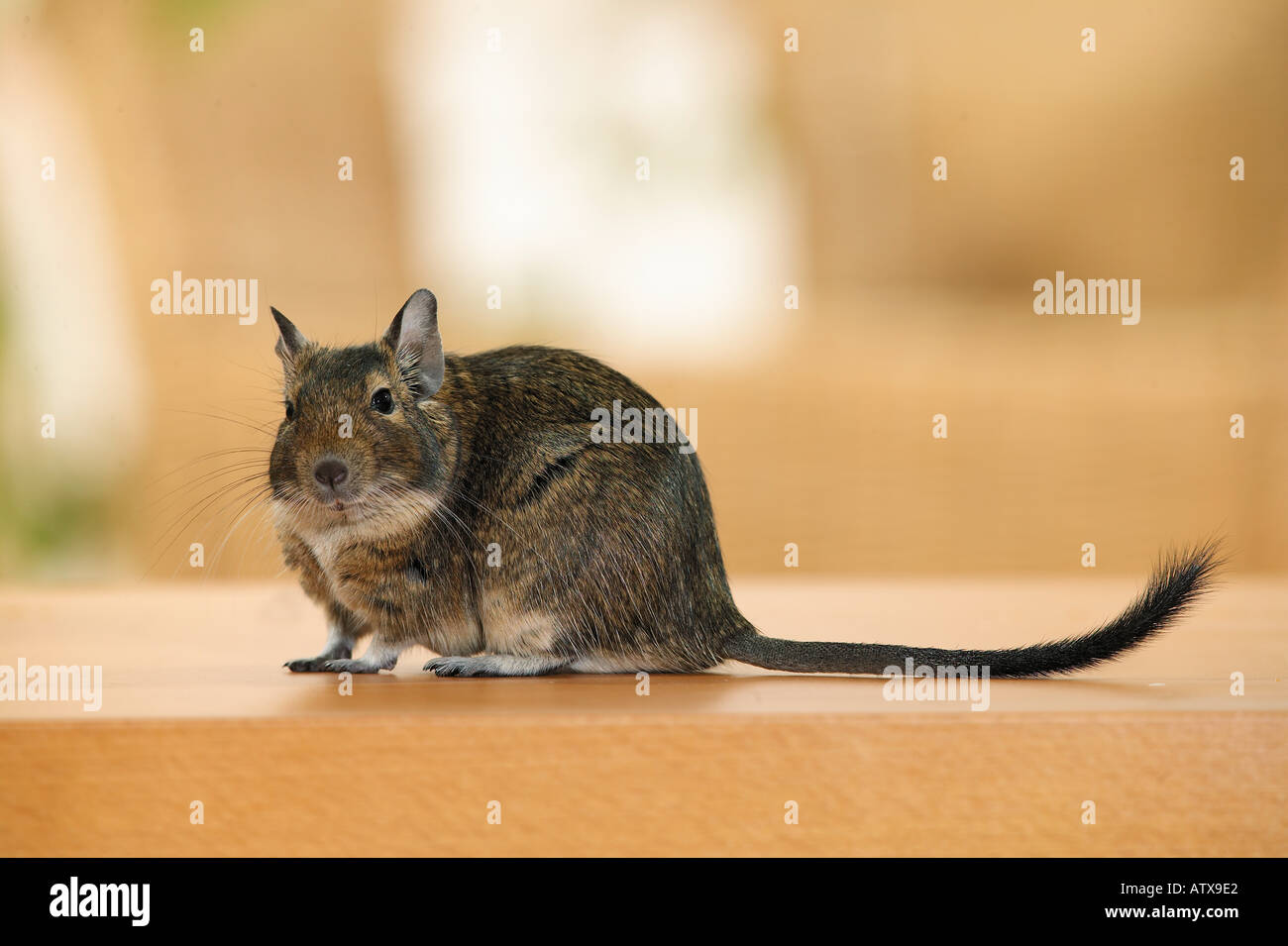 degu standing / octodon spp Stock Photo - Alamy