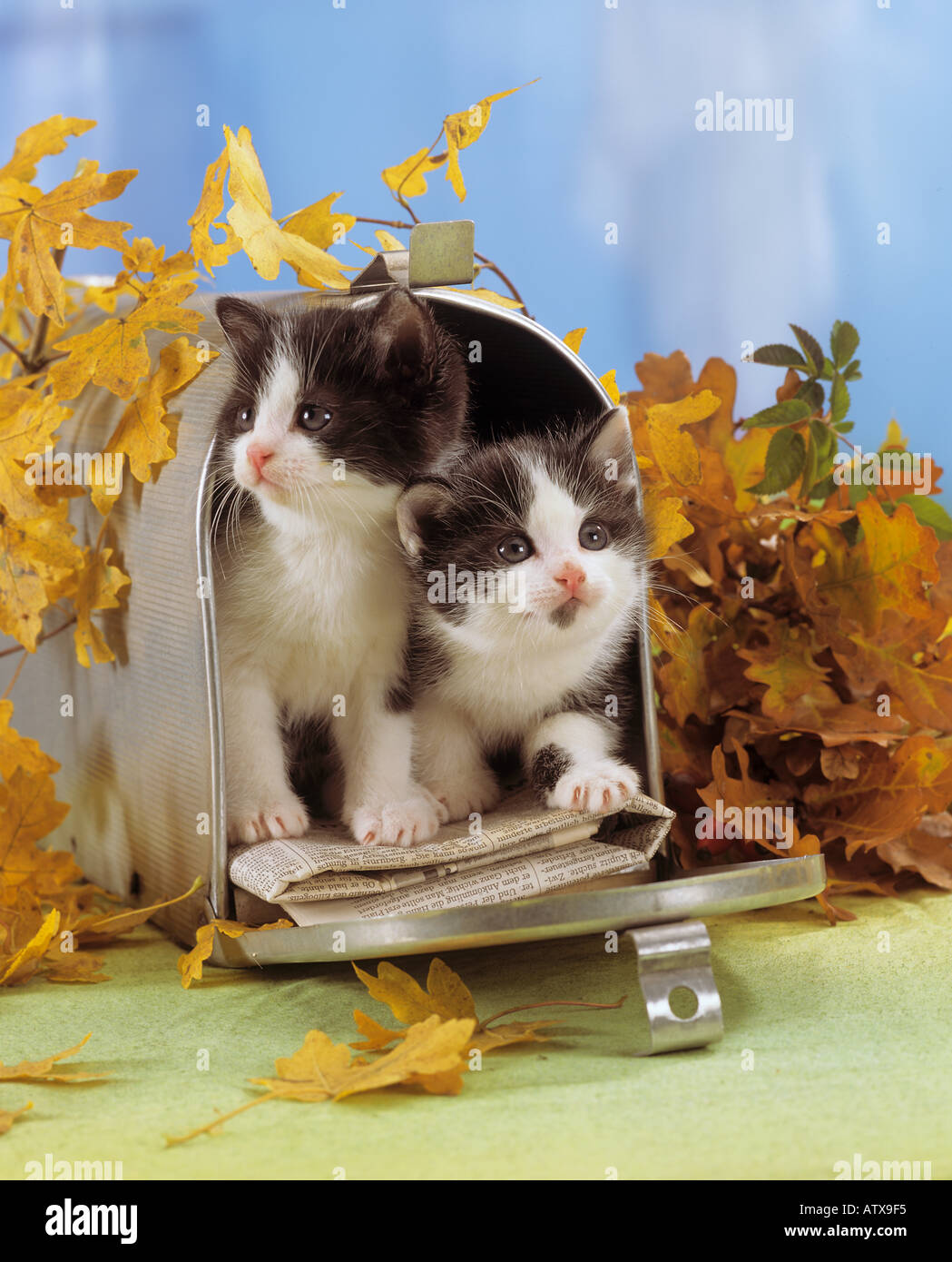 two cat kitten - sitting in letter box Stock Photo - Alamy