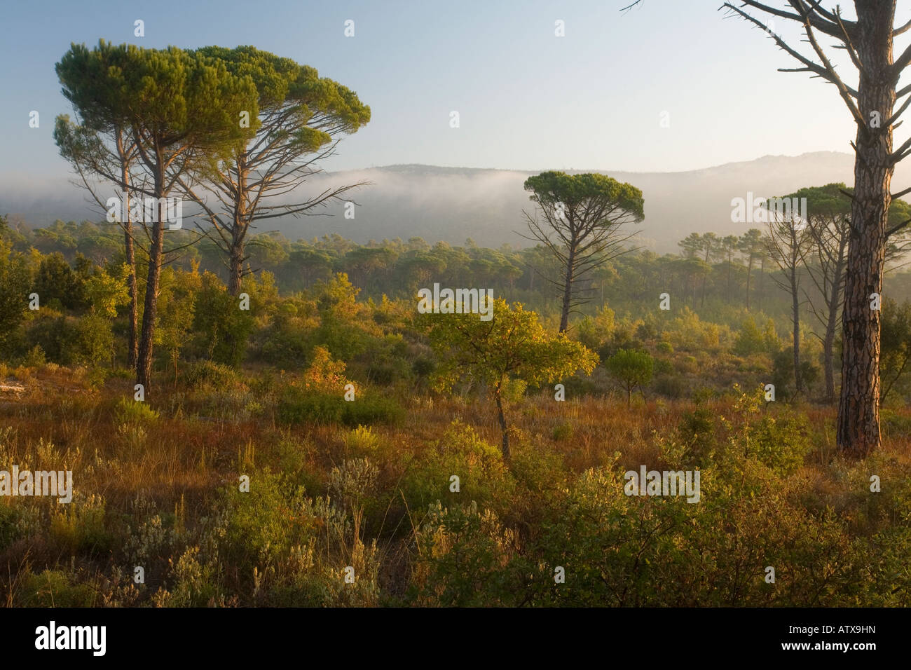 Umbrella pine tree hi-res stock photography and images - Alamy