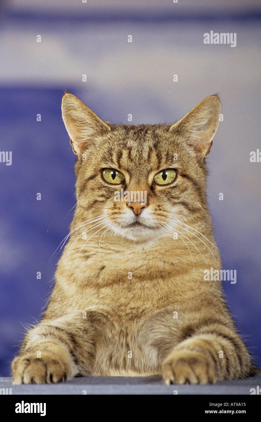 tabby cat - portrait Stock Photo - Alamy