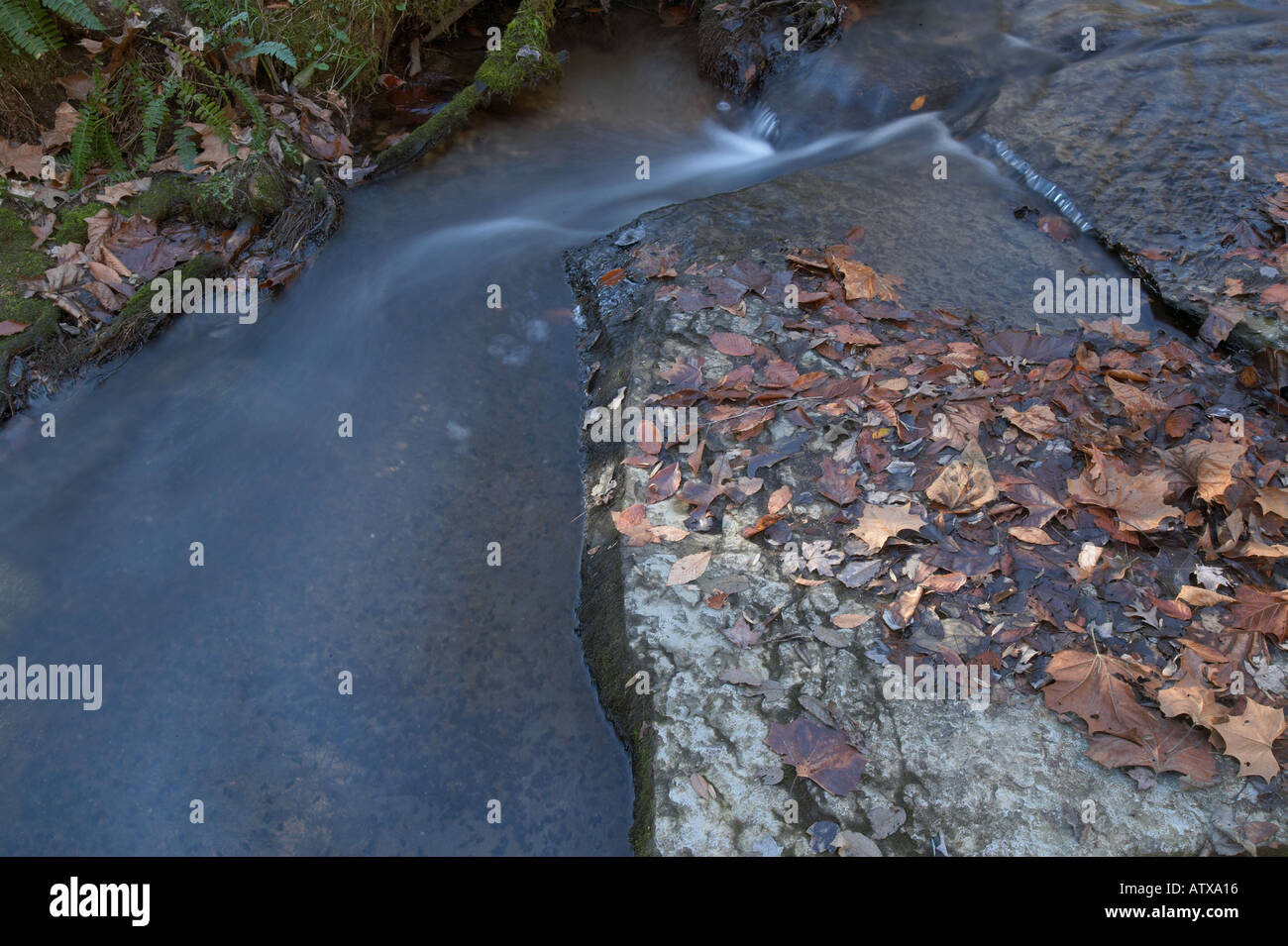 Stream winding through forest in fall of the year with leaves on the ...