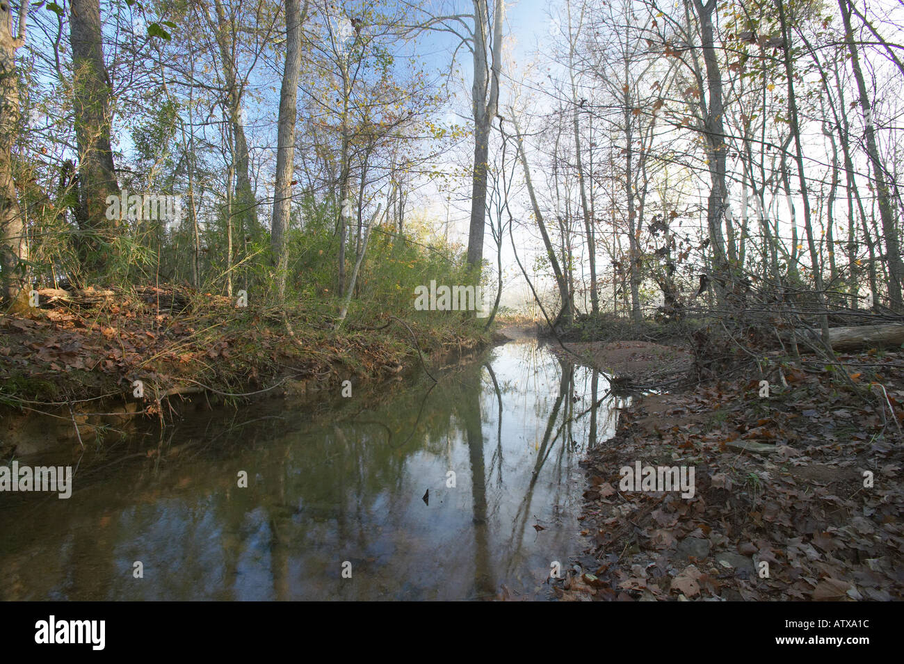 Stream winding through forest in fall of the year with leaves on the ...