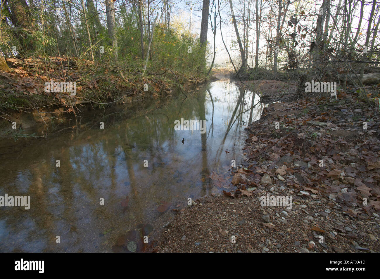 Stream winding through forest in fall of the year with leaves on the ...