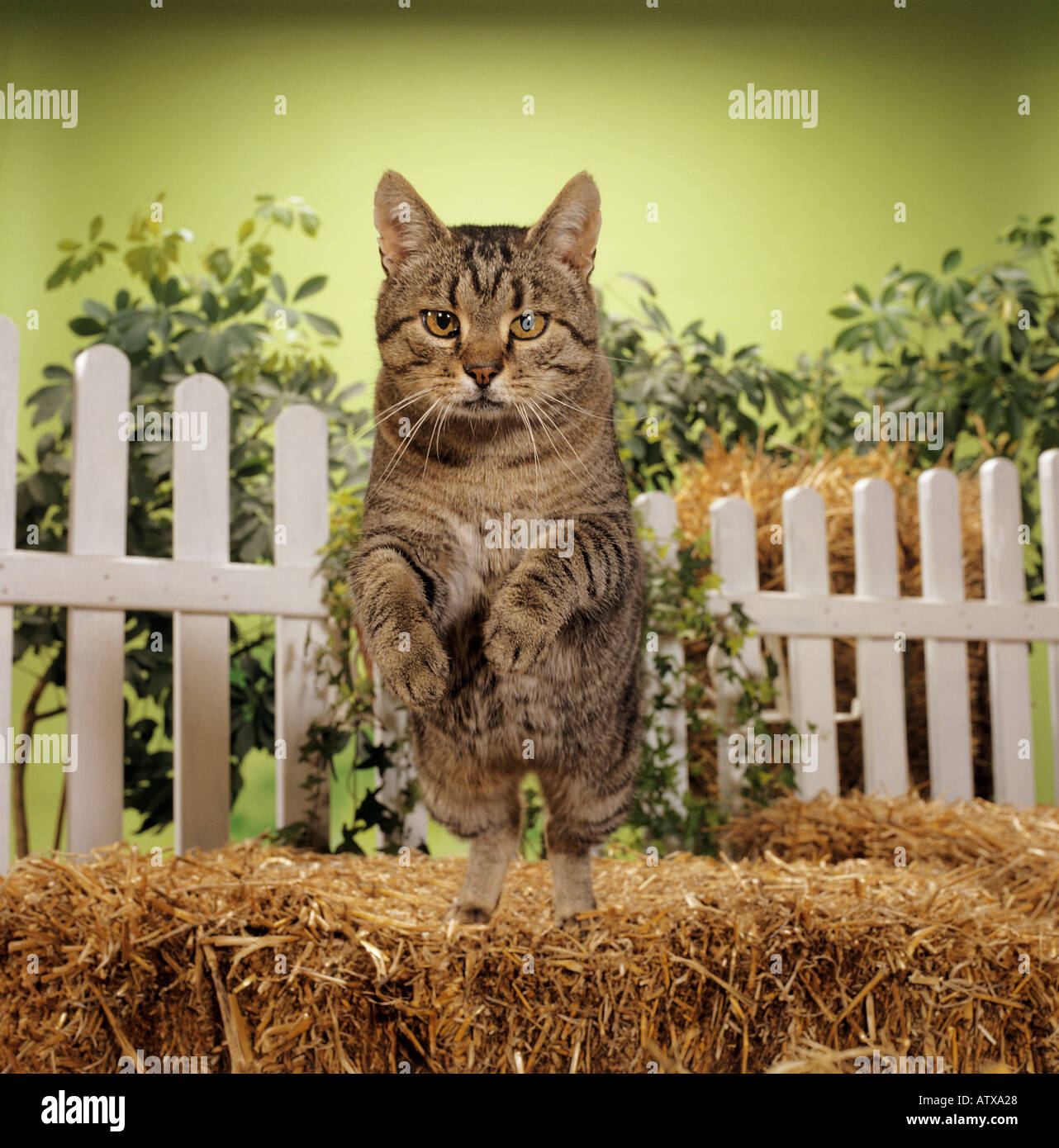 Domestic cat. Tabby adult jumping over a bale of straw Stock Photo - Alamy