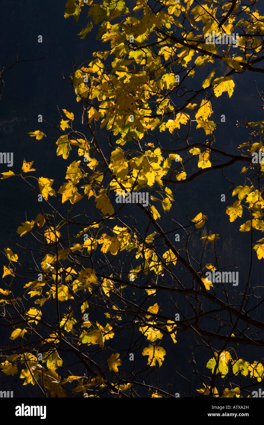 Yellow Sycamore leaves (Acer pseudoplatanus) autumn Stock Photo - Alamy