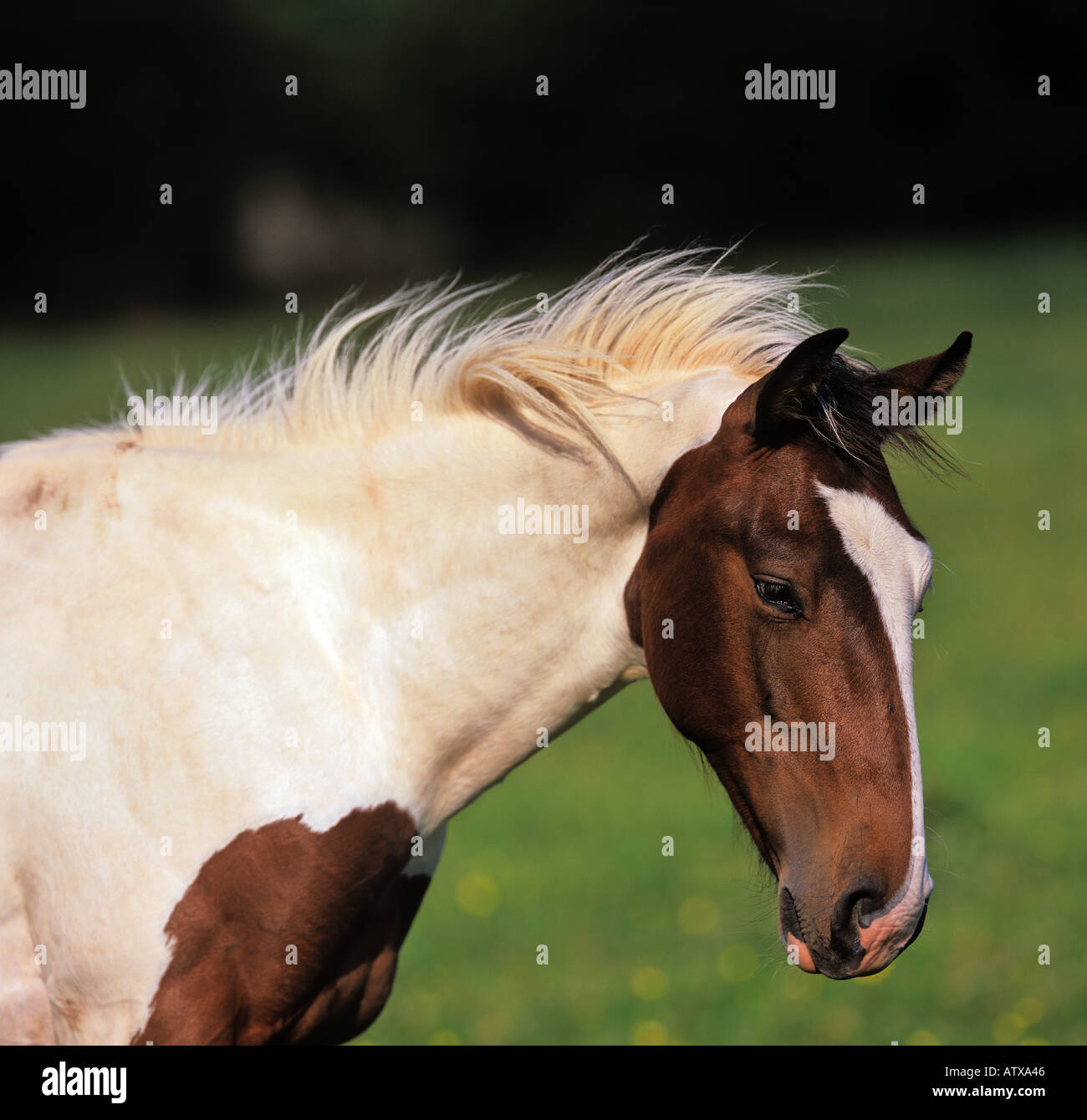 Draught animal hi-res stock photography and images - Alamy