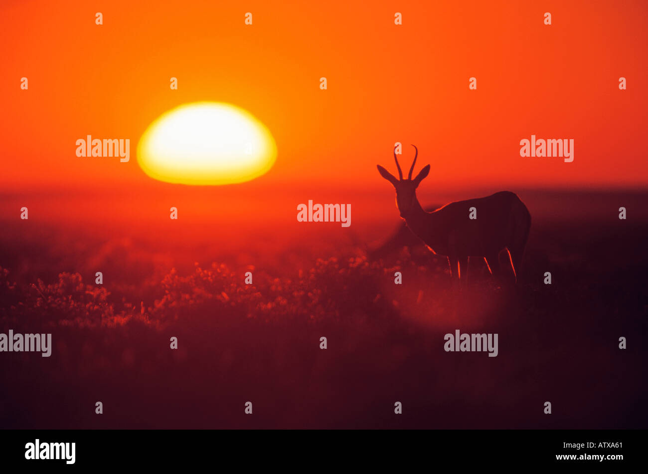 springbok - silhouette at sunset / Antidorcas marsupialis Stock Photo ...