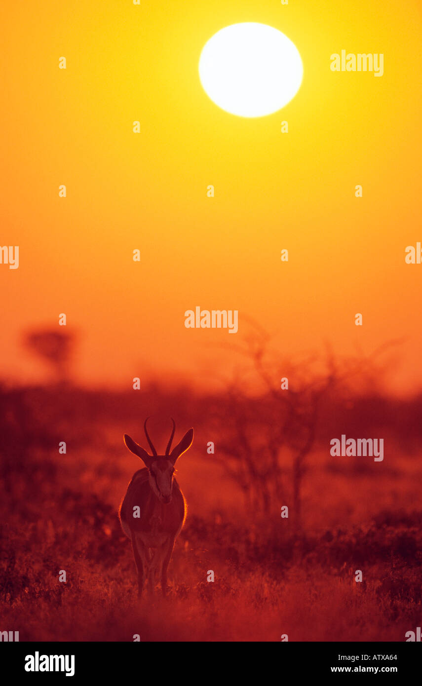 springbok ( female ) at sunset / Antidorcas marsupialis Stock Photo - Alamy