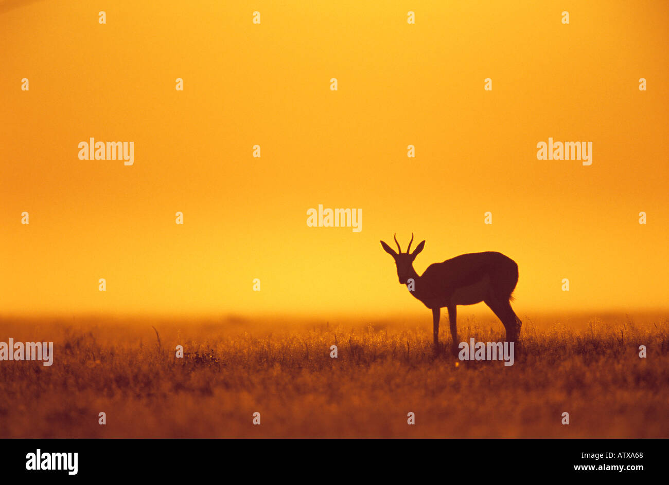 springbok - silhouette at sunset / Antidorcas marsupialis Stock Photo ...