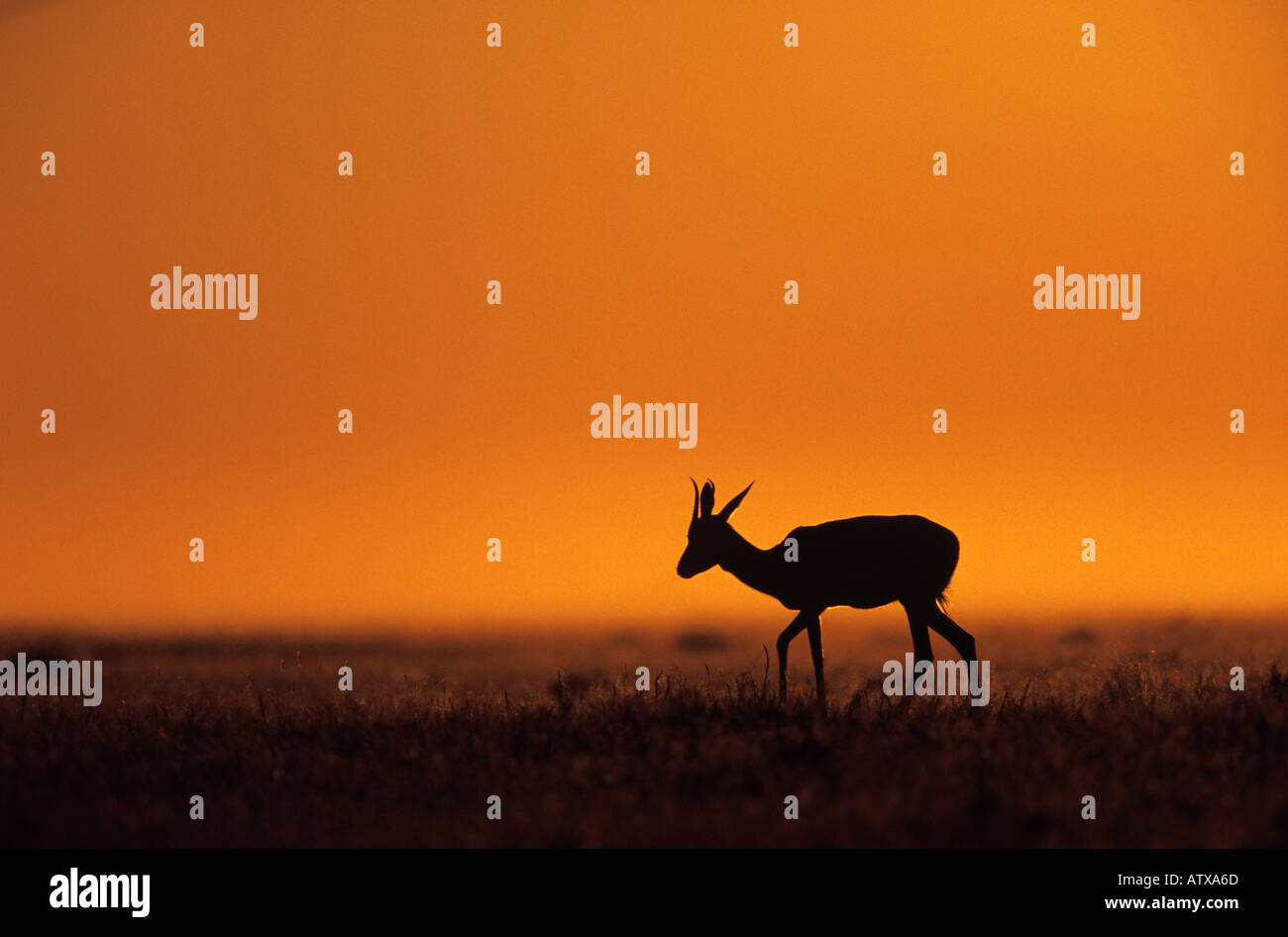 springbok - silhouette at sunset / Antidorcas marsupialis Stock Photo ...