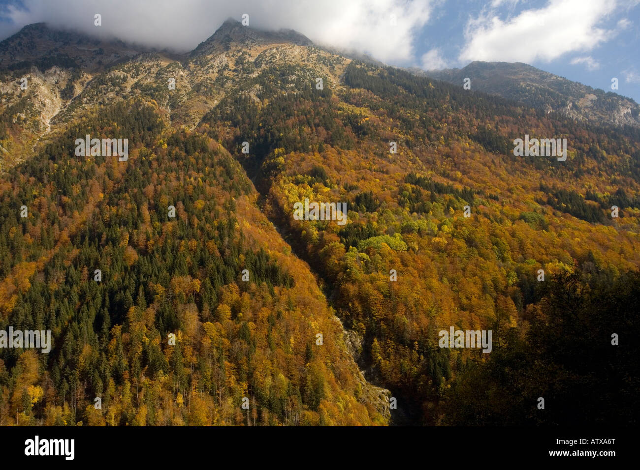 Mixed woodlands of beech, spruce in the Eau d' Olle valley Chaine de ...