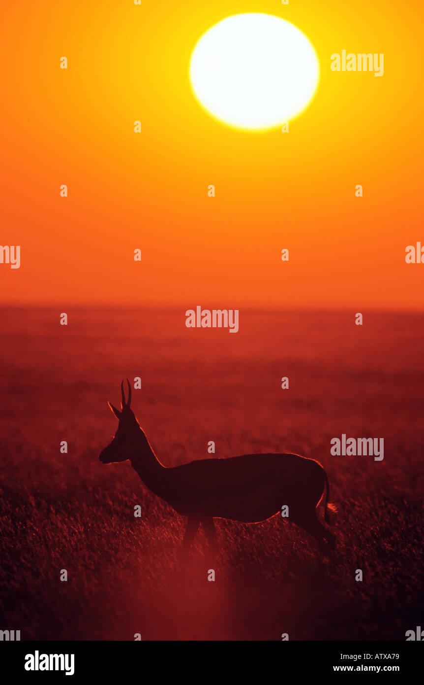 springbok - silhouette at sunset / Antidorcas marsupialis Stock Photo ...