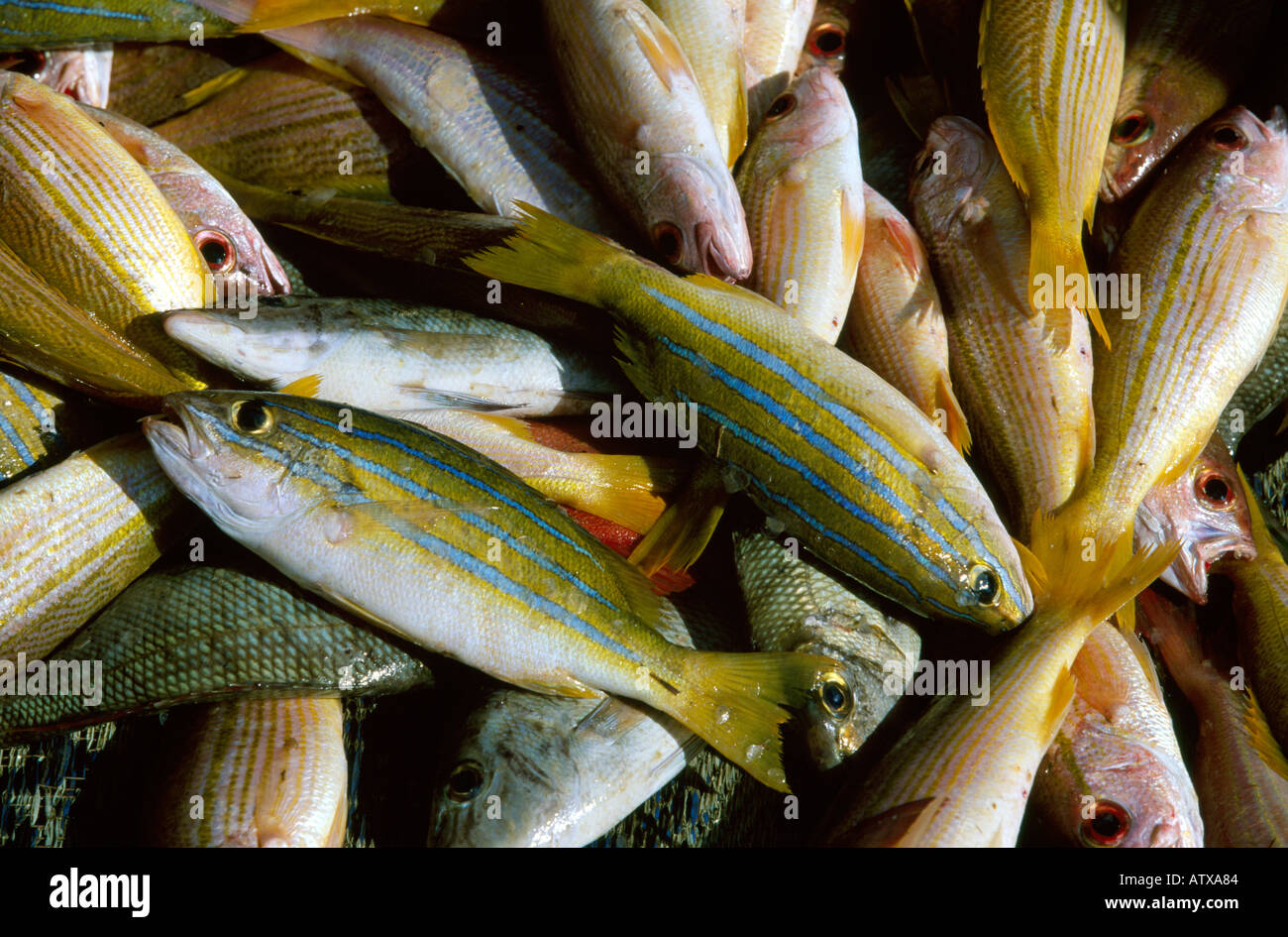 Fish Sohar Oman Middle East Stock Photo - Alamy