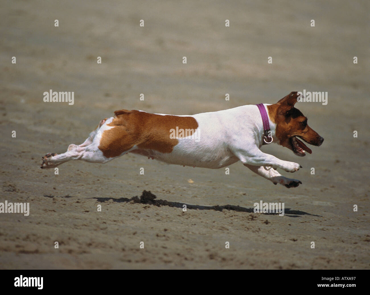 jack russell terrier dog - running Stock Photo - Alamy