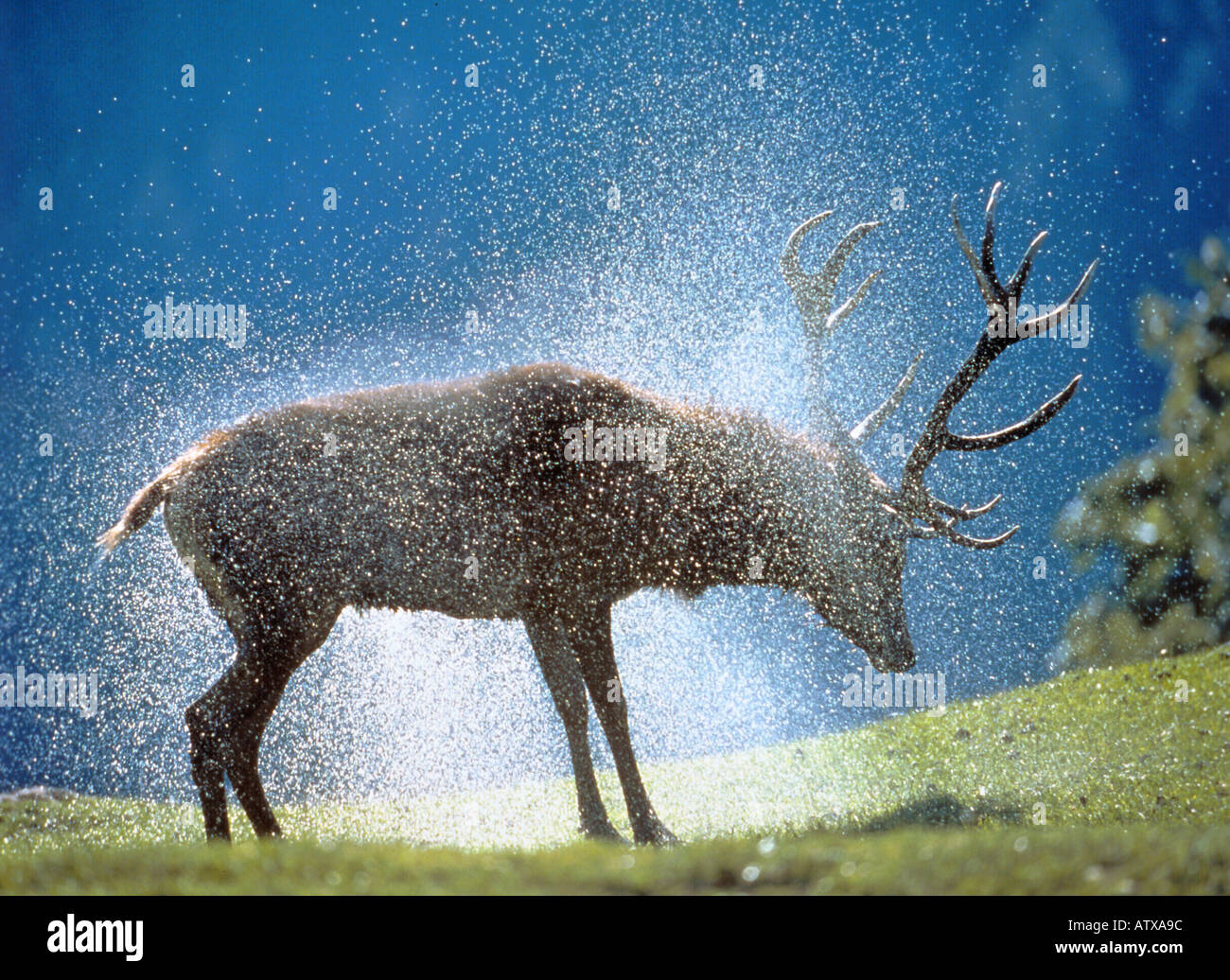 Deer shaking hi-res stock photography and images - Alamy