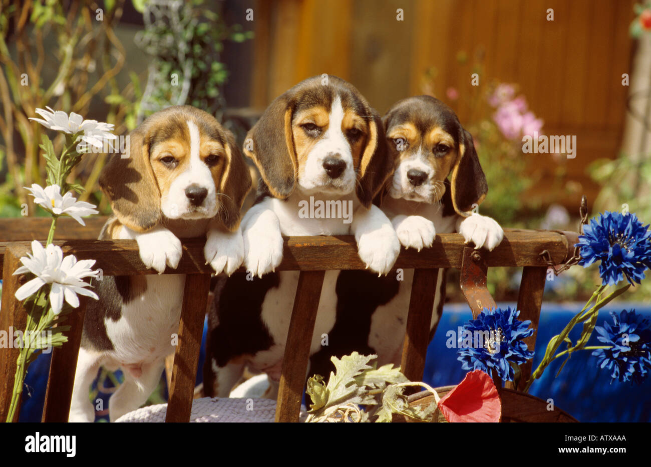 Three beagles and flowers hi-res stock photography and images - Alamy