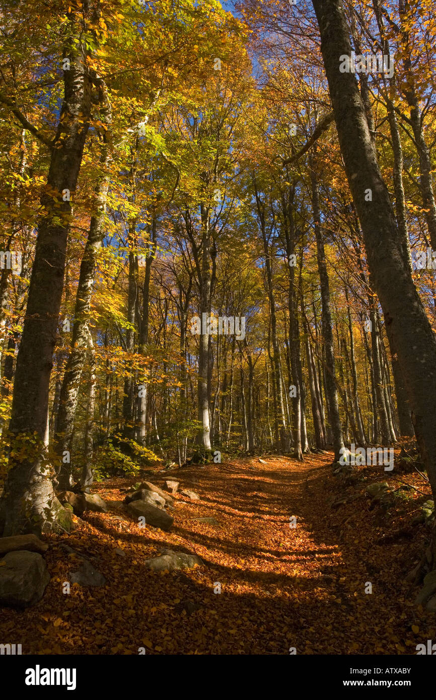 Trackway through beech tree woodland (Fagus sylvatica) in autumn Stock ...