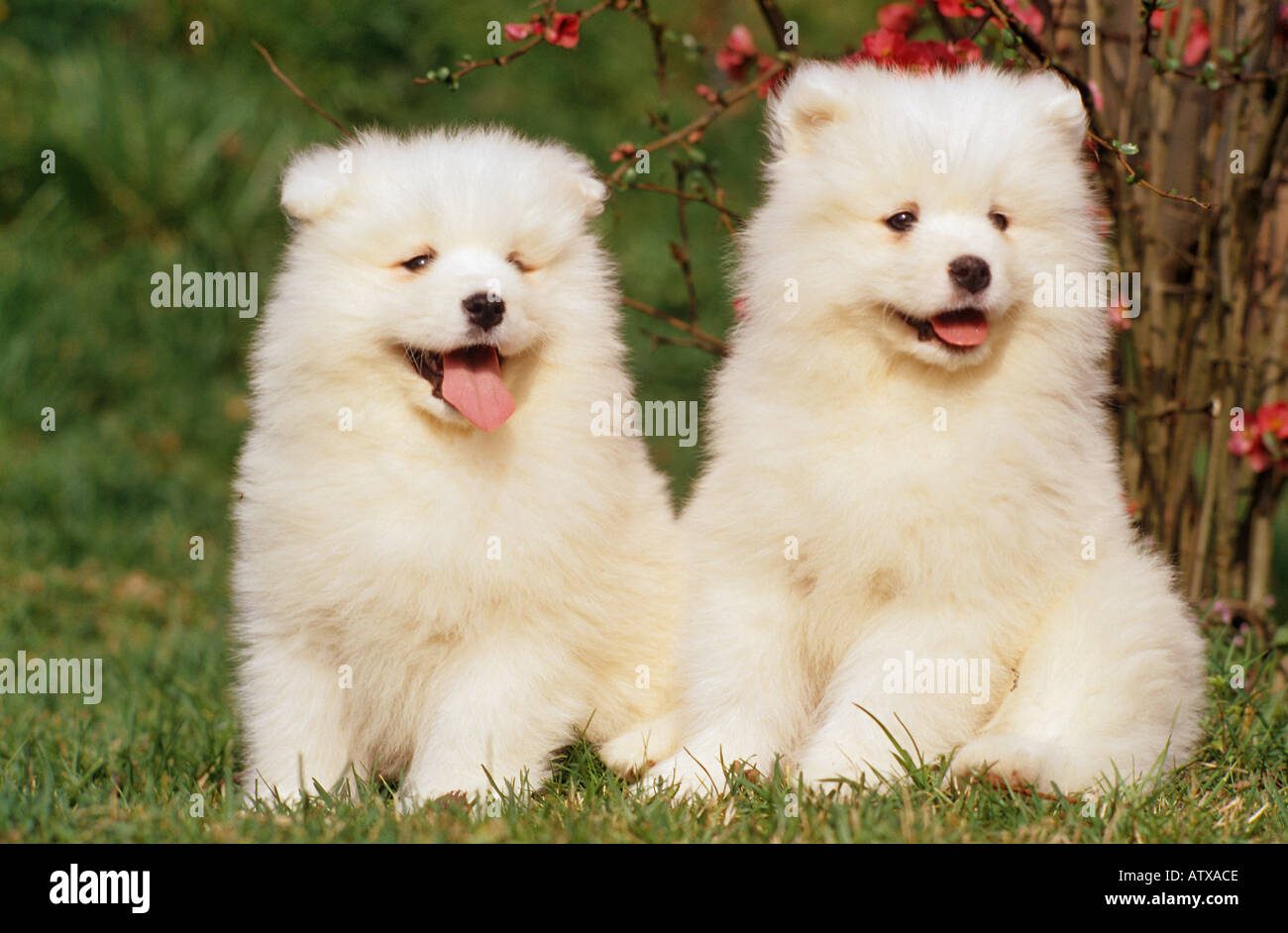 Samojedskaja High Resolution Stock Photography and Images - Alamy
