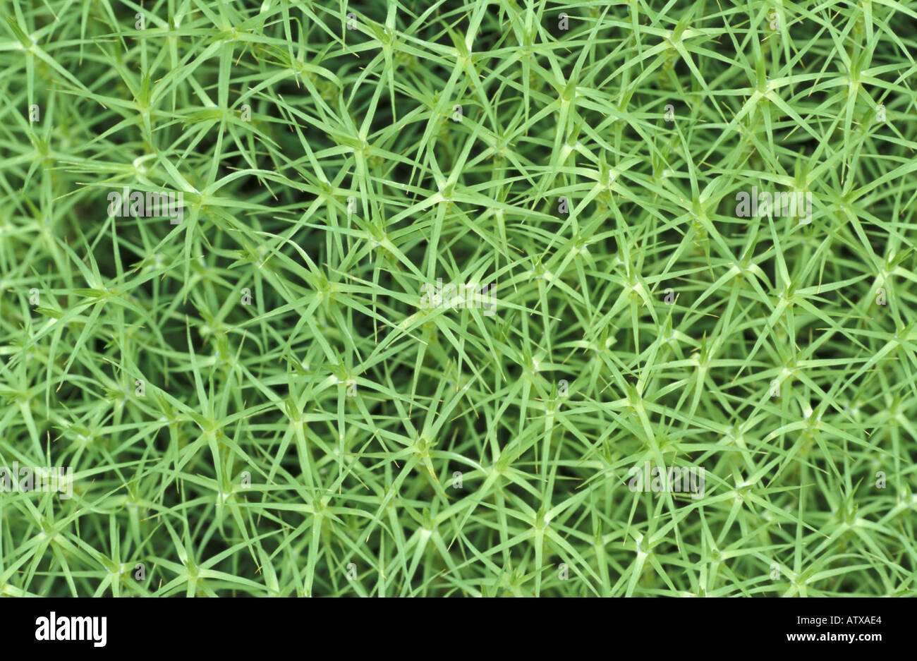 Moss pattern hi-res stock photography and images - Alamy