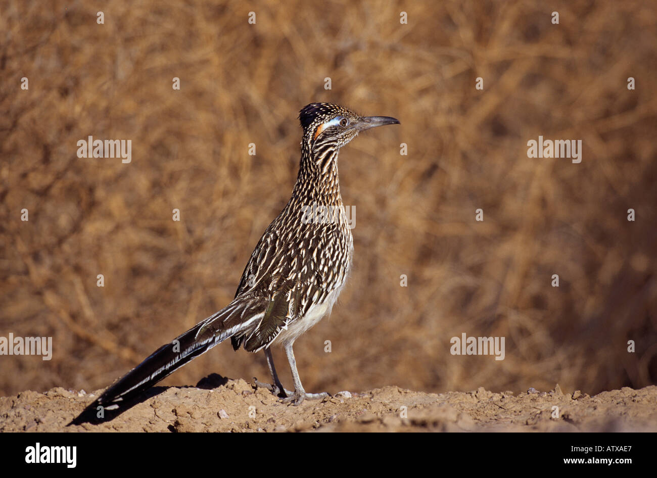 Lesser roadrunner hi-res stock photography and images - Alamy