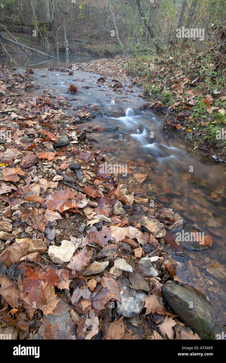 Stream winding through forest in fall of the year with leaves on the ...