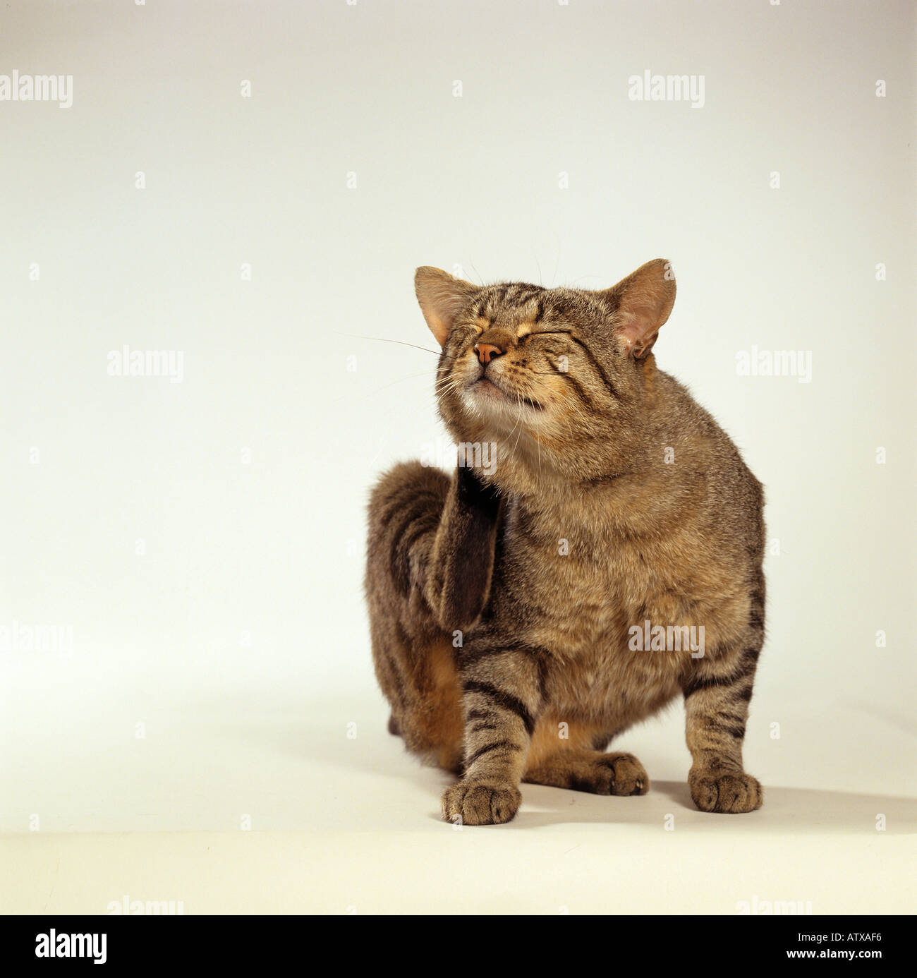 Itch itching scratch scratching pet hi-res stock photography and images ...