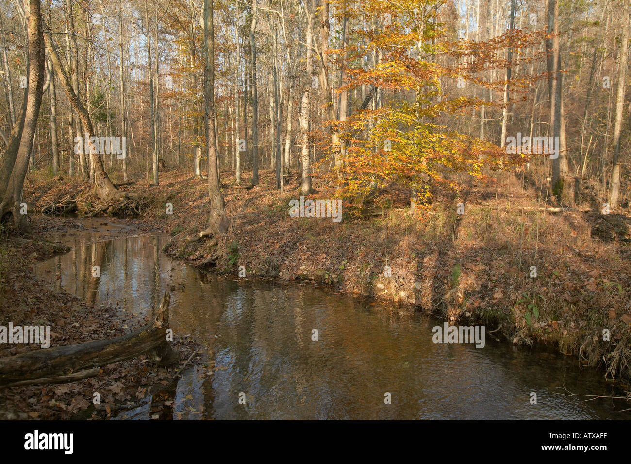 Stream winding through forest in fall of the year with leaves on the ...