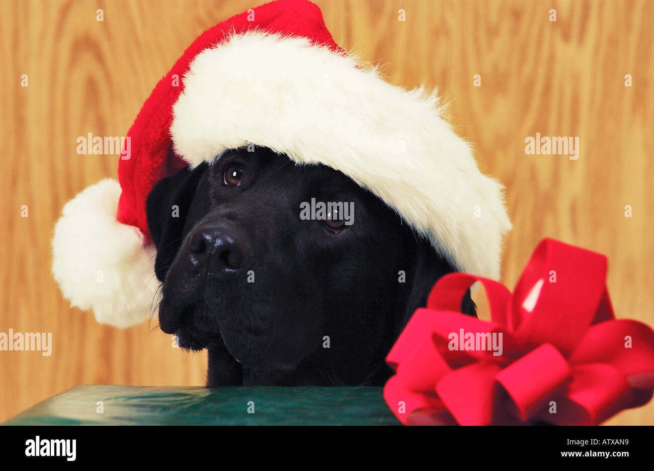 Black lab wearing hat hi-res stock photography and images - Alamy