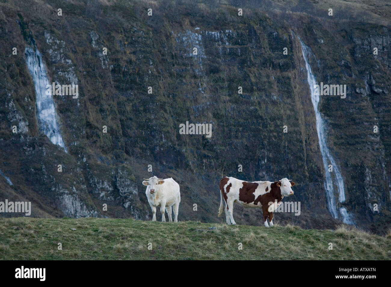 Cattle in high pasture with frozen waterfalls beyond on the Pas de ...