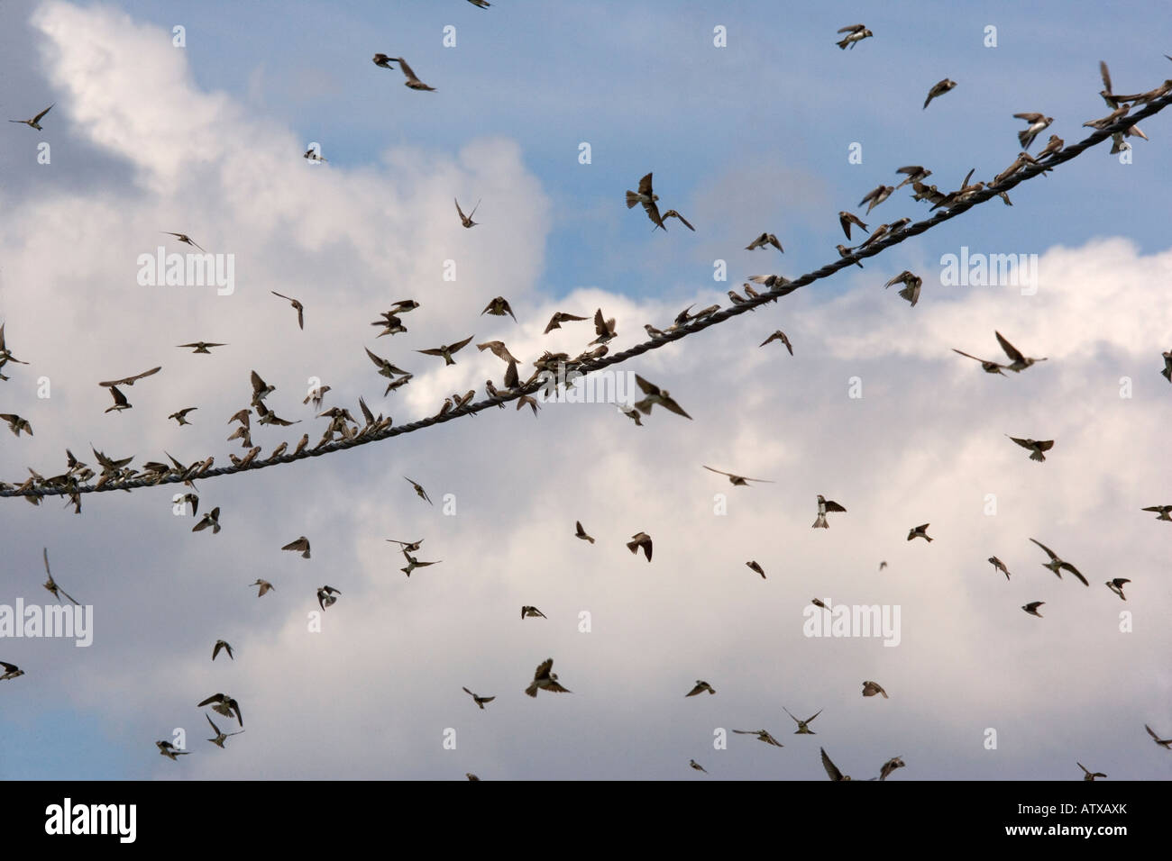 Sand martins bird migration hi-res stock photography and images - Alamy