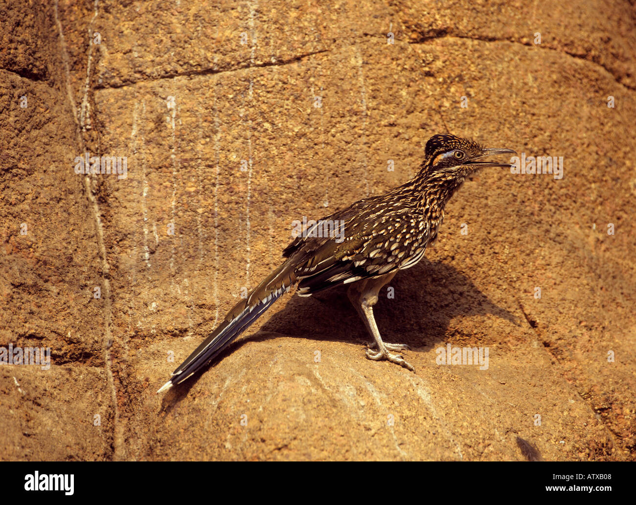 lesser Roadrunner - standing on rock / Geococcyx velox Stock Photo - Alamy