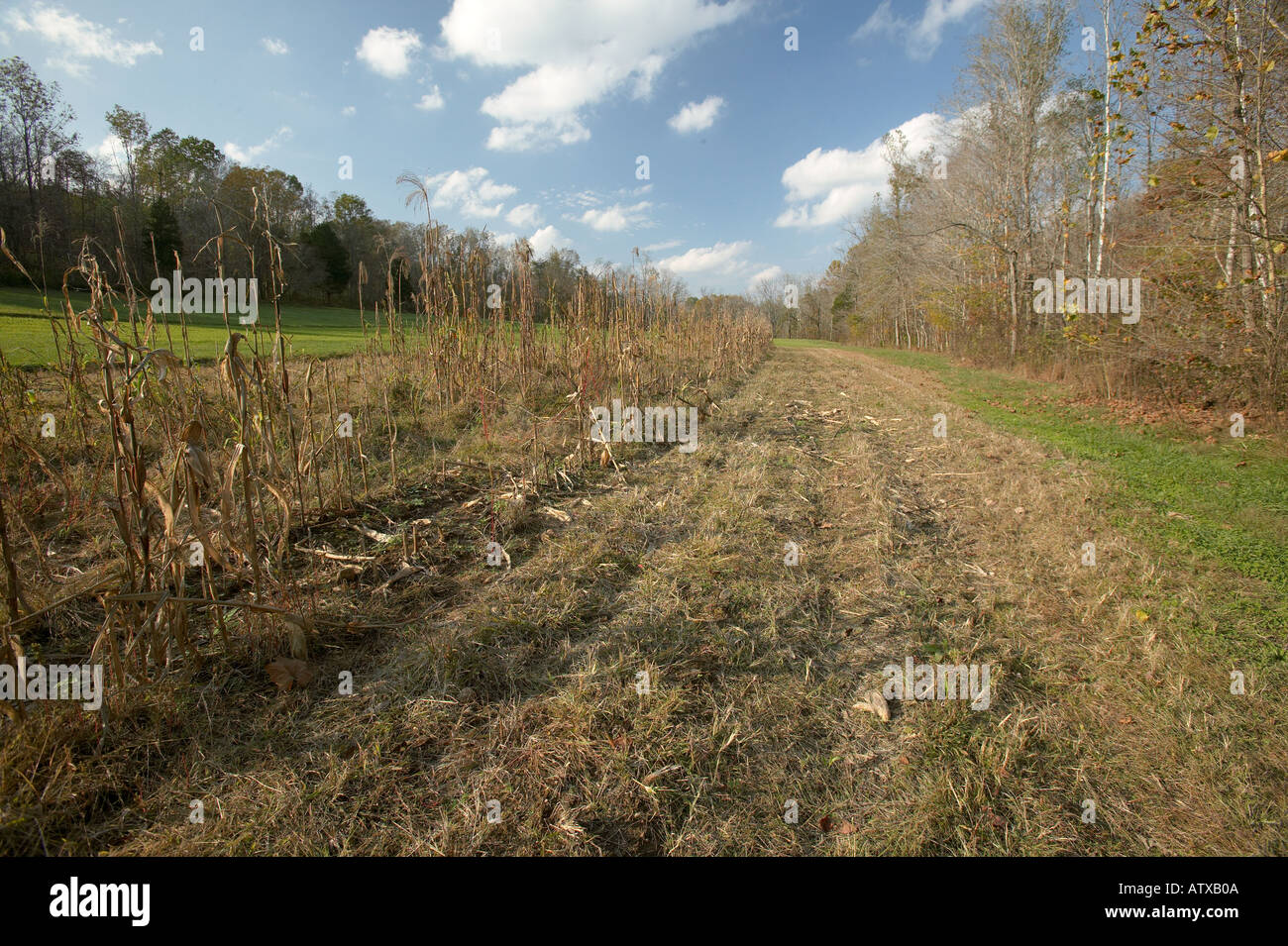 Open forest clearing surrounded hi-res stock photography and images - Alamy