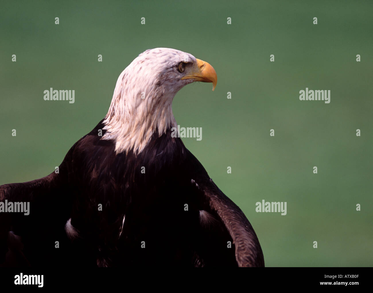 White head eagle hi-res stock photography and images - Alamy
