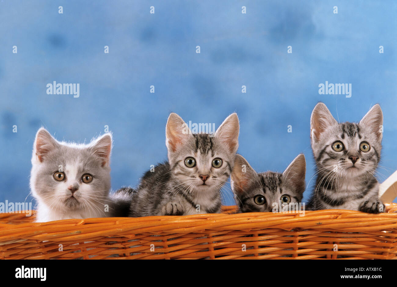 Four cat kittens basket hi-res stock photography and images - Alamy