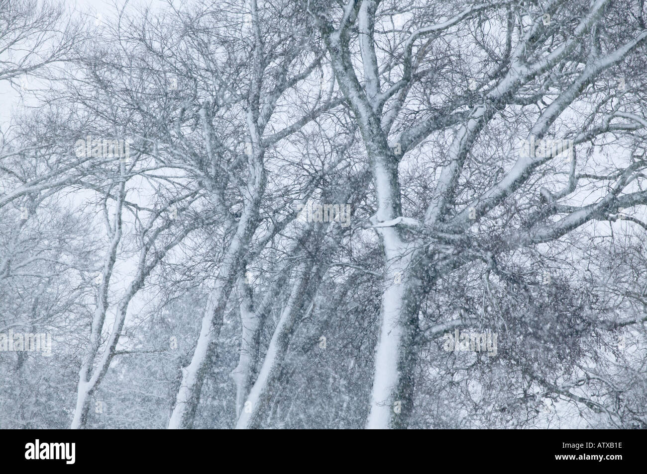 Abstract images of tree trunks covered in snow during a snow storm ...