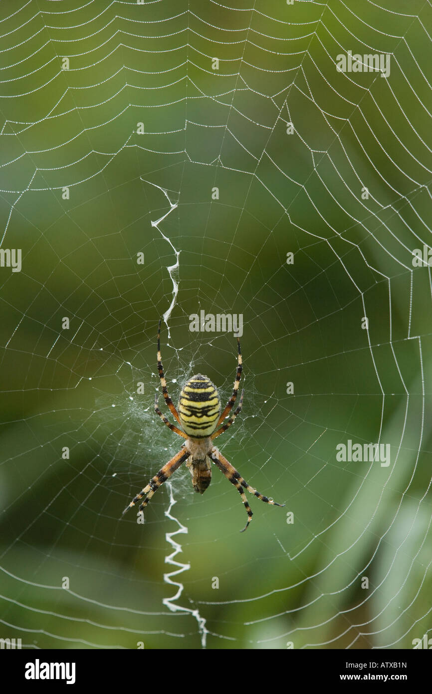 Spider with zig zag web hi-res stock photography and images - Alamy