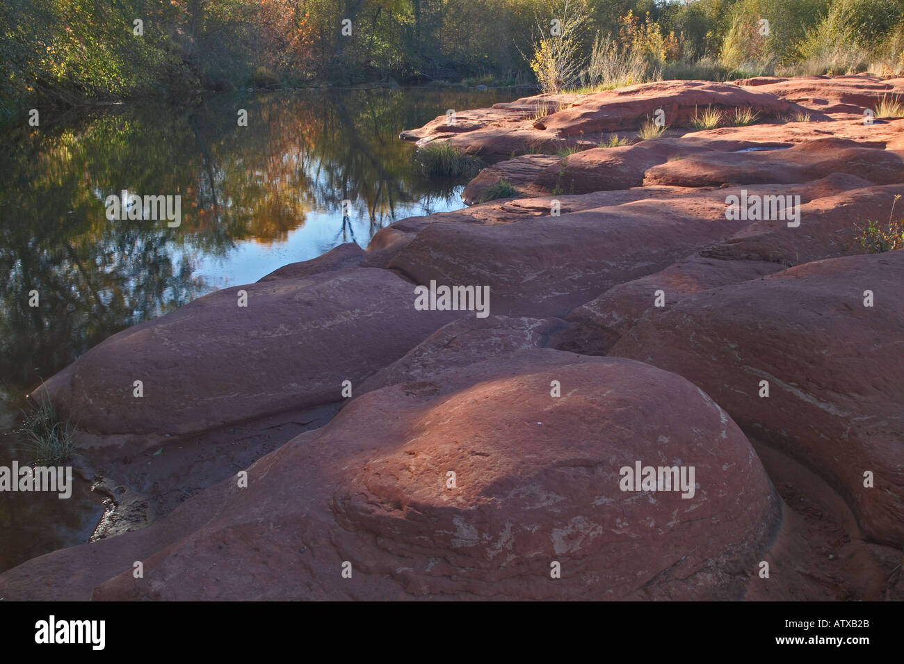 Red rocks and fall trees reflected in river at Red Rock Crossing Oak ...