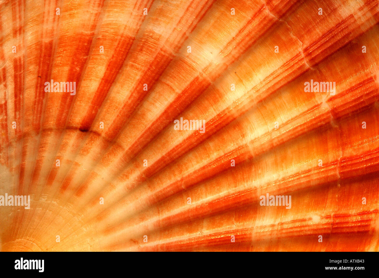 Scallop seashell close up Cornwall Stock Photo - Alamy