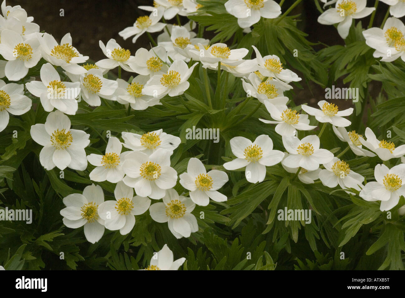 Caucasus anemone hi-res stock photography and images - Alamy