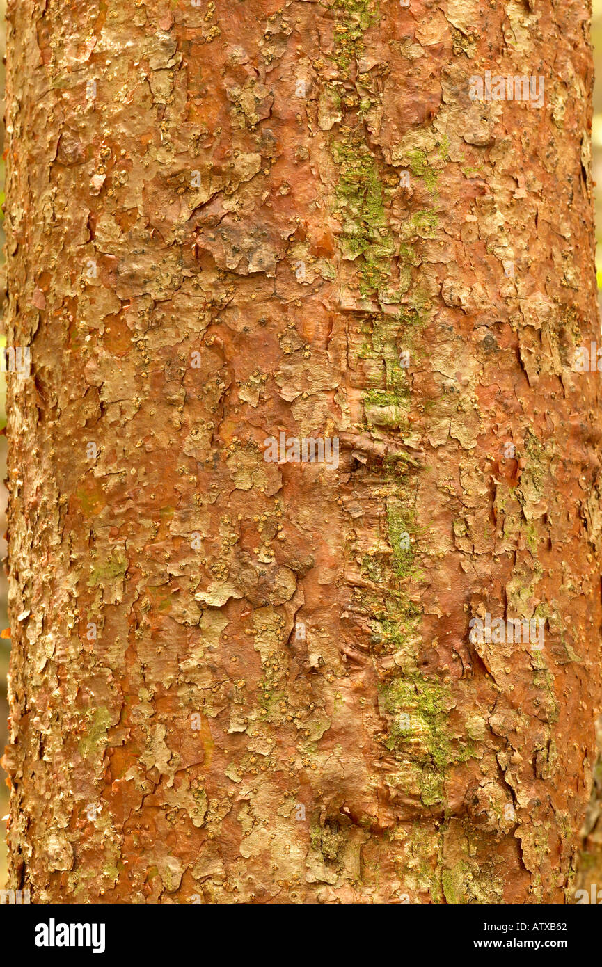 Abstract Closeup Pattern of Gumbo Limbo Tree bark in the Florida Everglades Stock Photo - Alamy