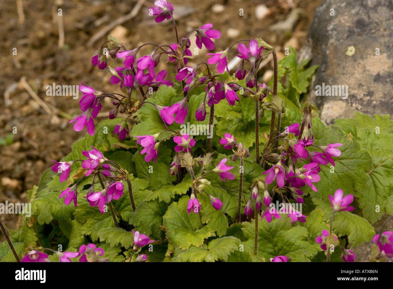 Cortusa brotheri occurs in mountains of Afghanistan and Uttar Pradesh ...