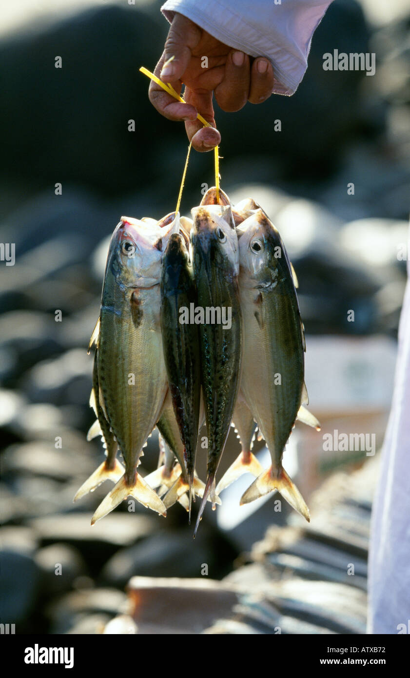 Fish on Market Sohar Oman Arabia Stock Photo - Alamy