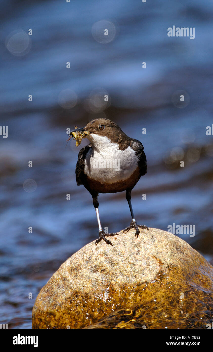 British dipper on a river High Resolution Stock Photography and Images ...