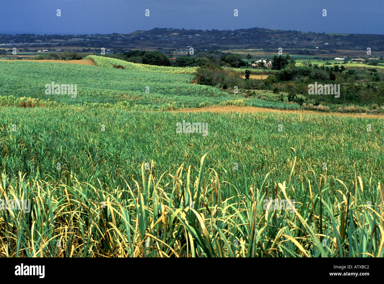 Barbados West Indies Sugar Cane Field Stock Photo: 3058625 - Alamy