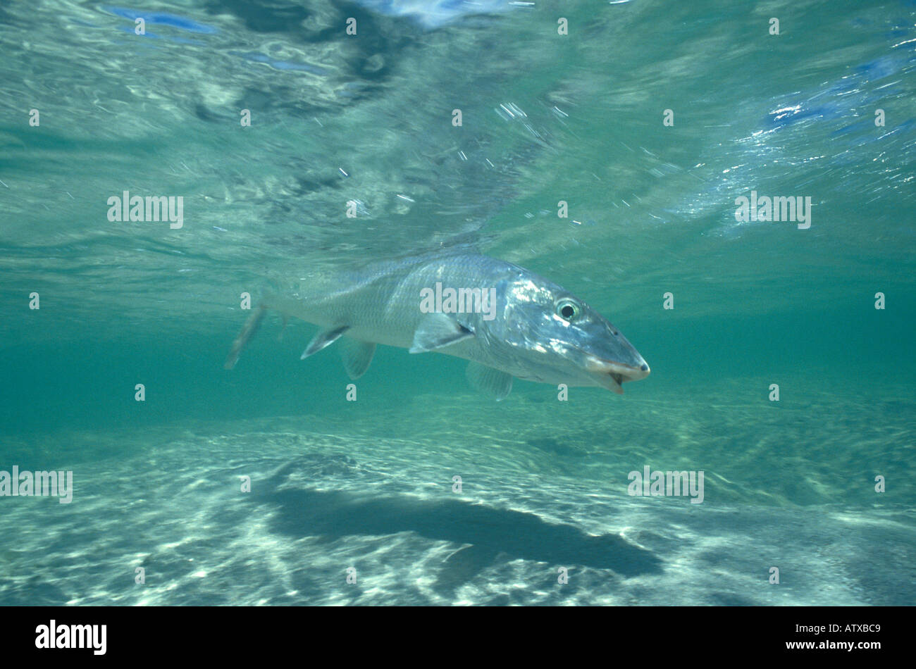 Bonefish underwater Fishing Florida Bahamas Tropics Caribbean Stock Photo - Alamy