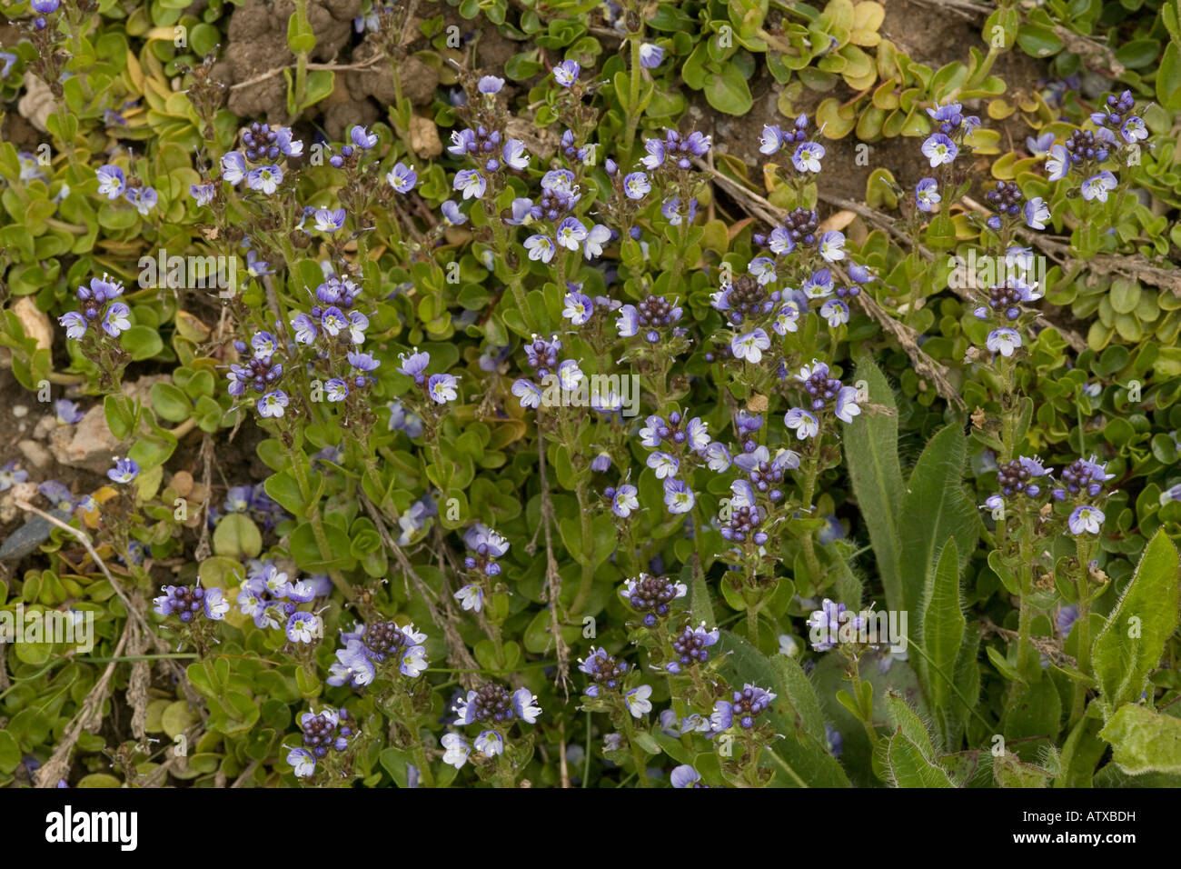Alpine form of Thyme leaved Speedwell Veronica serpyllifolia ssp ...