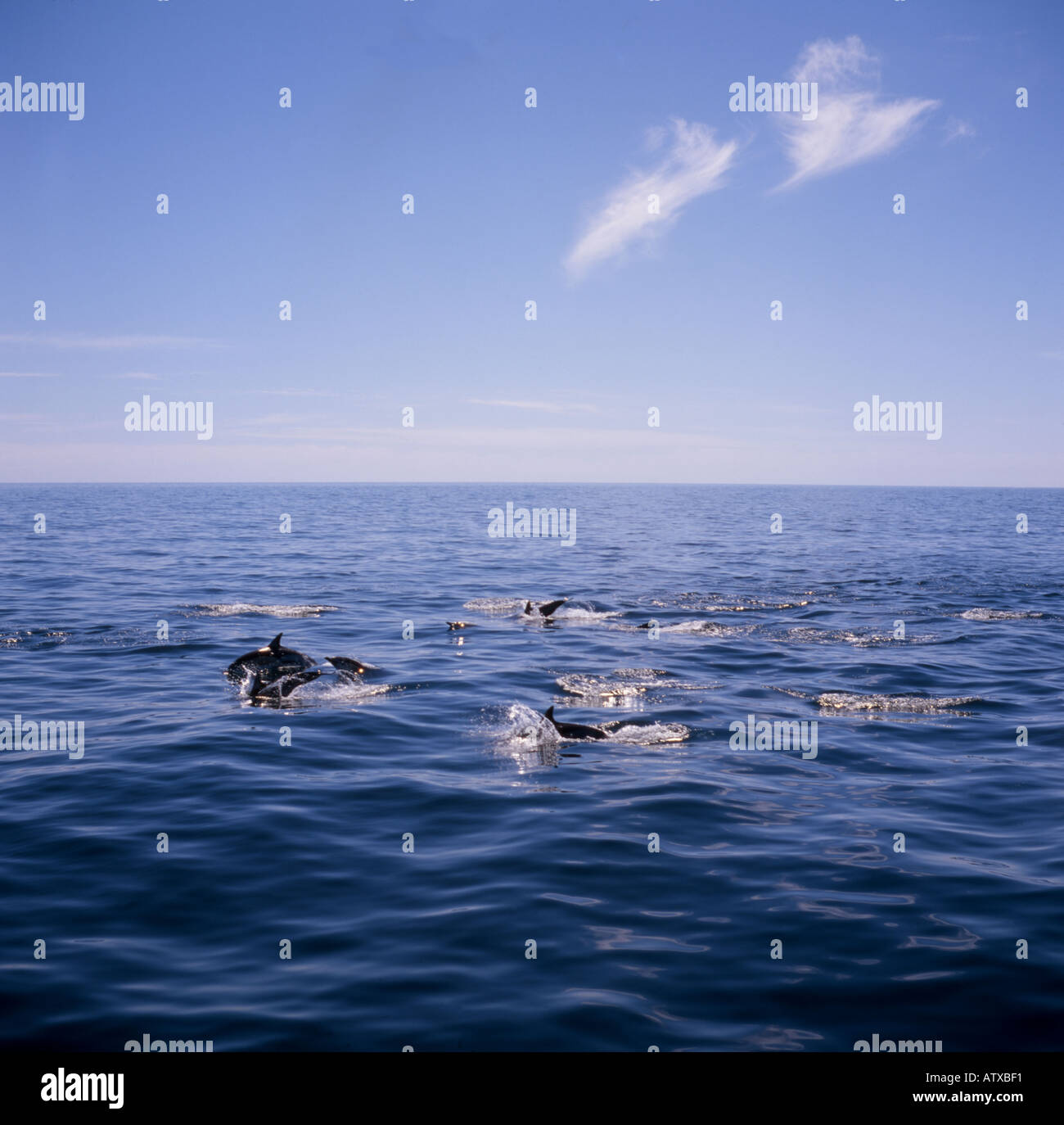 Dolphin pod hunting hi-res stock photography and images - Alamy