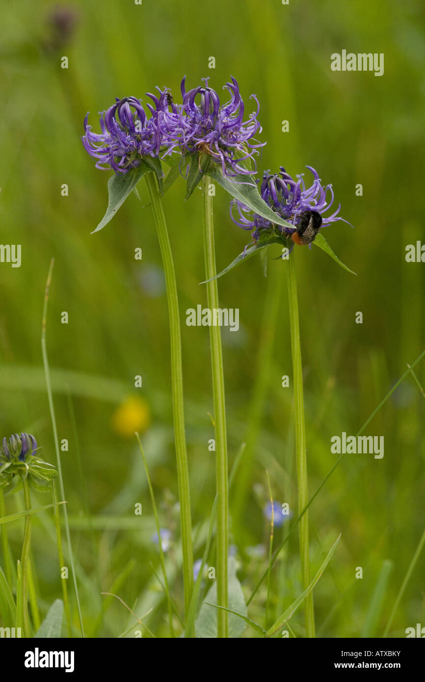 Round headed Rampion, Phyteuma orbiculare, rare in UK on chalk ...