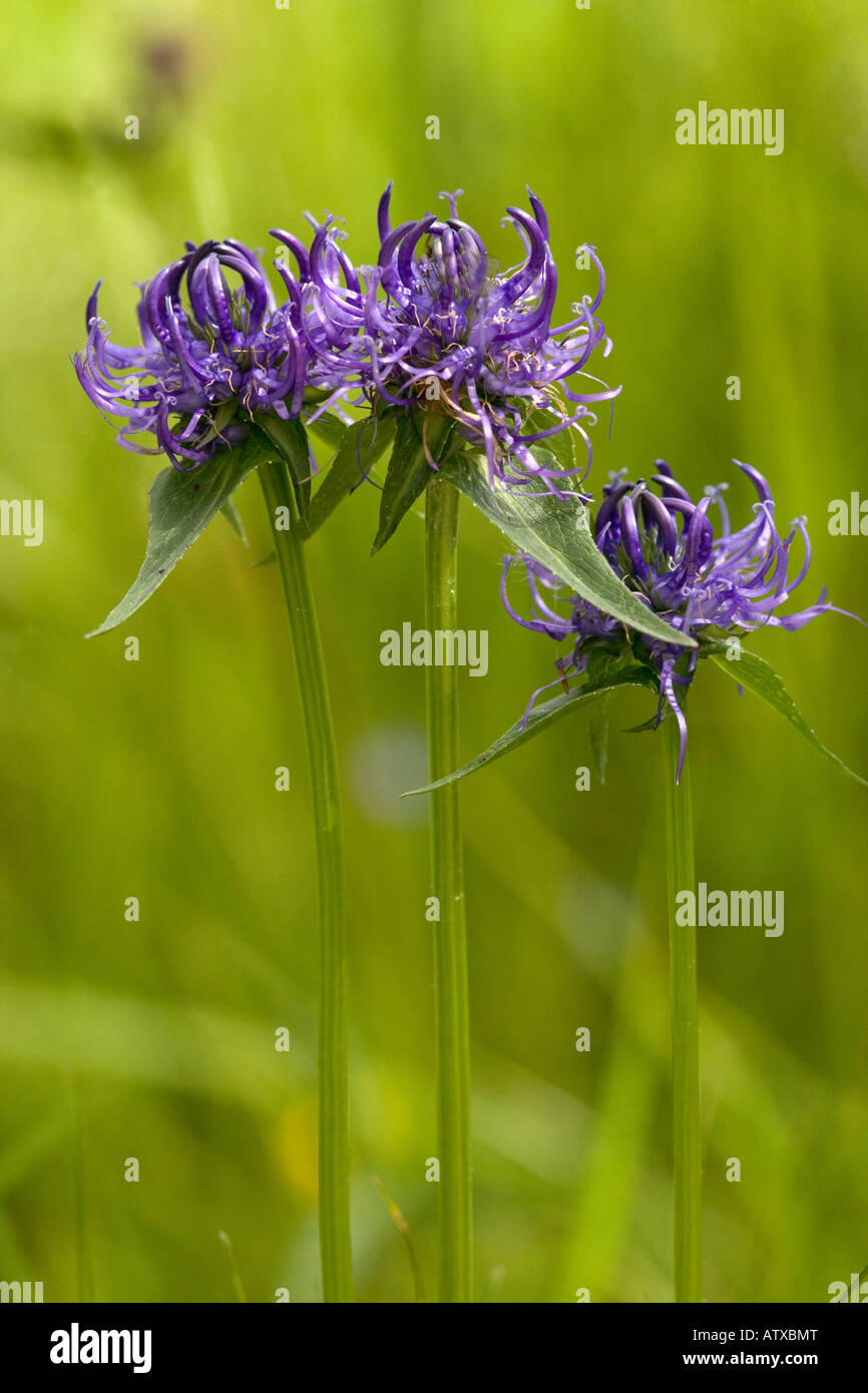 Round headed Rampion, Phyteuma orbiculare, rare in UK on chalk ...